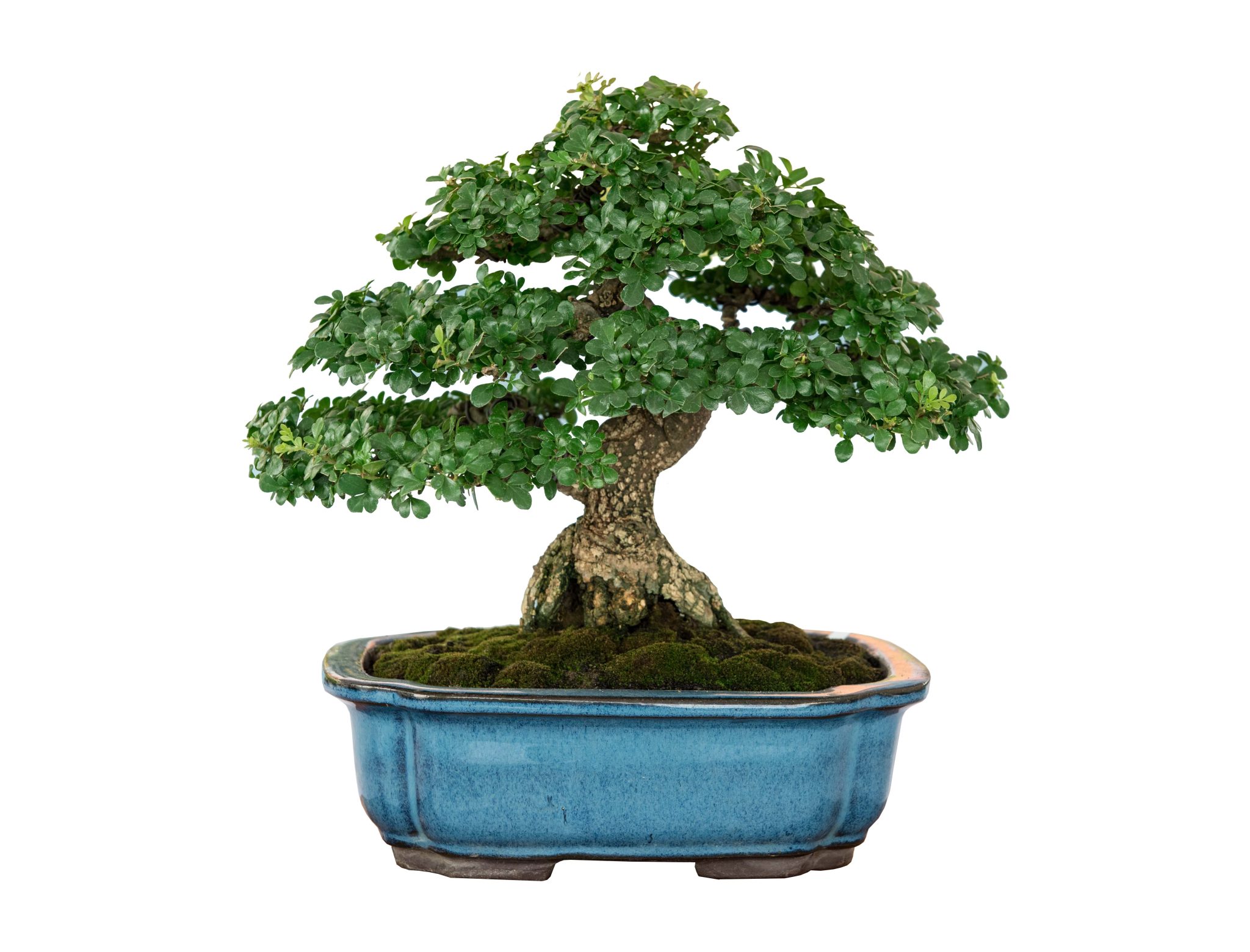 Why you should have a Bonsai plant in your house? - Greenium