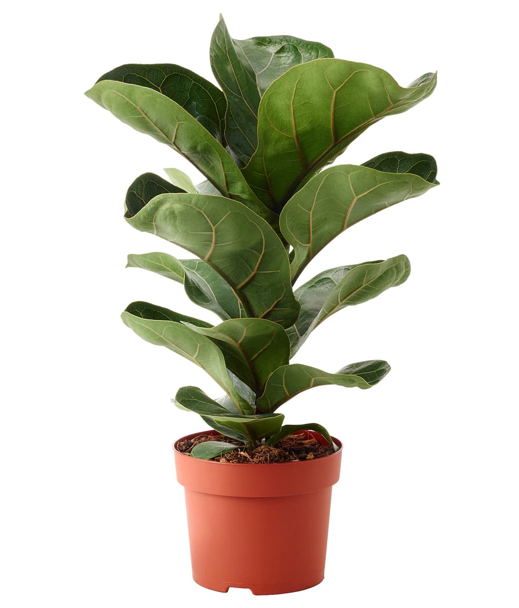 The Ultimate Fiddle Leaf Fig Plant Care Guide - Greenium